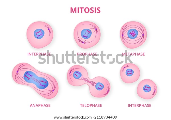 Process Division Organic Cell Stages Mitosis Stock Vector (Royalty Free ... Process Division Organic Cell Stages Mitosis Stock Vector (Royalty Free ...