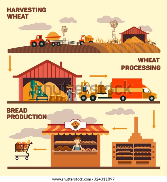 Production Bread Harvest Processing Grain Grain Stock Vector (Royalty ...