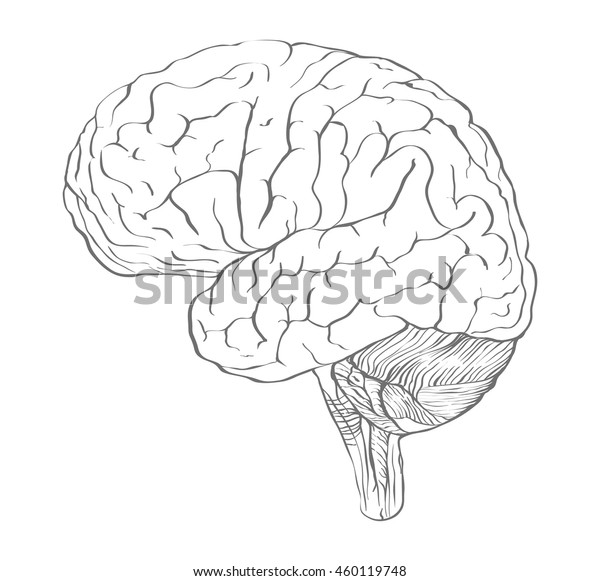 Profile Brain Drawn Outline Drawing Style Stock Vector (Royalty Free ...