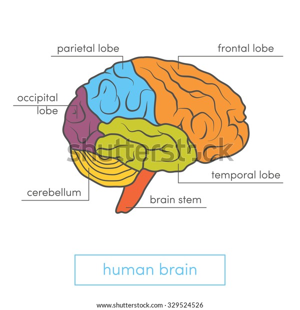 Profile View Human Brain Cartoon Vector Stock Vector (Royalty Free ...