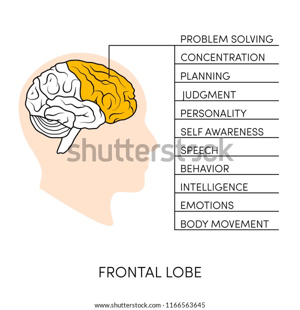Profile View Human Brain Lobes Brain Stock Vector (Royalty Free ...