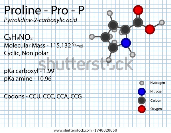 Proline Pro P Amino Acid Molecular Stock Vector (Royalty Free ...
