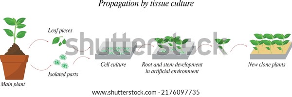 Propagation Scheme Tissue Culture Stock Vector (Royalty Free ...