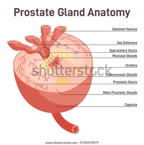 Estructura de la glándula próstata. Órgano: vector de stock (libre de ...