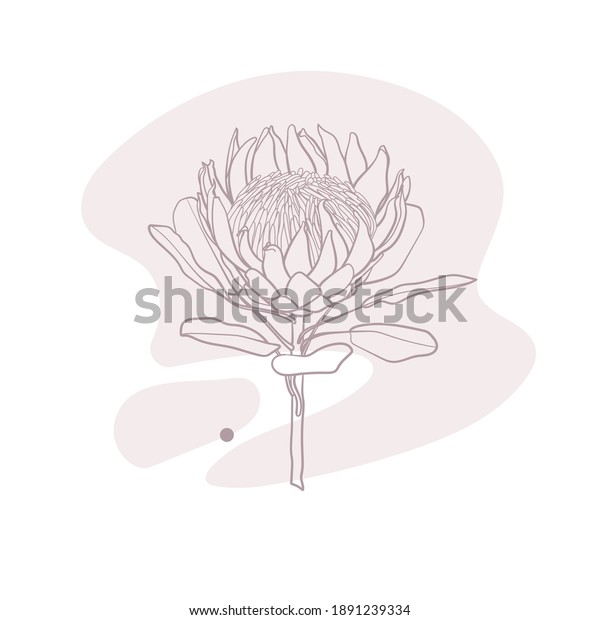 Protea Flower Modern Geometric Shapes Isolated Stock Vector (Royalty ...