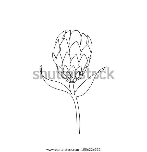 Protea Flower One Line Drawing Art Stock Vector (Royalty Free) 1556226332