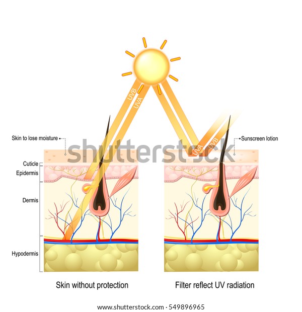 Protect Human Skin Uva Uvb Rays Stock Vector (Royalty Free) 549896965
