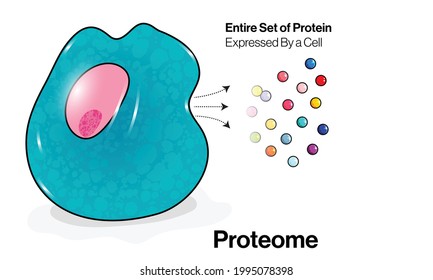 Proteome Cell Illustration White Background Stock Vector (Royalty Free ...