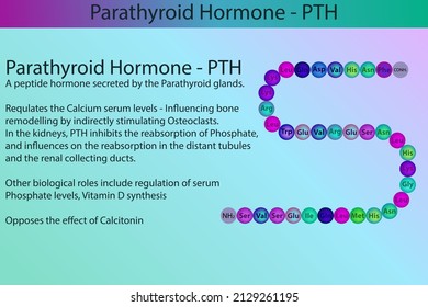 Pth Parathyroid Hormone Hormone Peptide Structure: vetor stock (livre ...