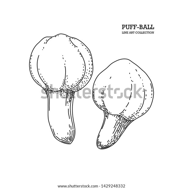 Puff Ball Mushroom Vector Illustration Hand Stock Vector (Royalty Free ...