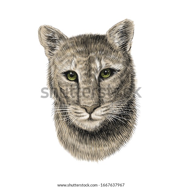 Puma Head Sketch Vector Graphic Colorful Stock Vector (Royalty Free ...