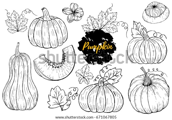 Pumpkin Background Hand Drawn Doodle Brushes Stock Vector (Royalty Free ...
