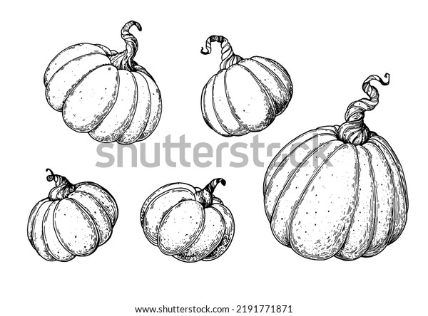 Pumpkin Sketch Vector Illustration Hand Drawn Stock Vector (Royalty ...