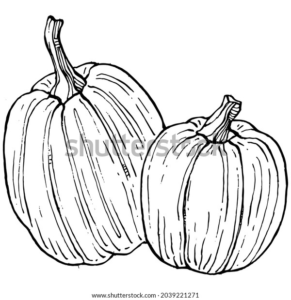 Pumpkin Vector Sketch Hand Drawn Isolated Stock Vector (Royalty Free) 2039221271 | Shutterstock