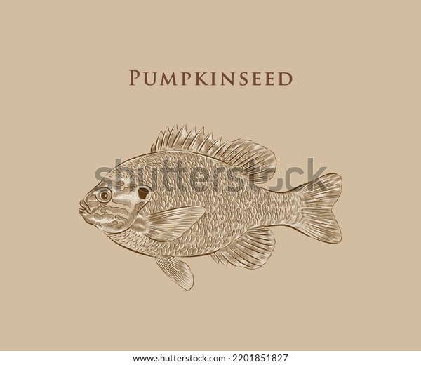 Pumpkinseed Sunfish Illustration Details Highlight Stock Vector ...