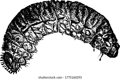 Pupa Stage Beetle Where Tissues Reorganized Stock Vector (Royalty Free ...