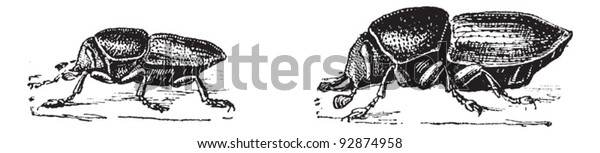 Pygmy Beetle Beetle Scrambles Vintage Engraved Stock Vector (Royalty ...