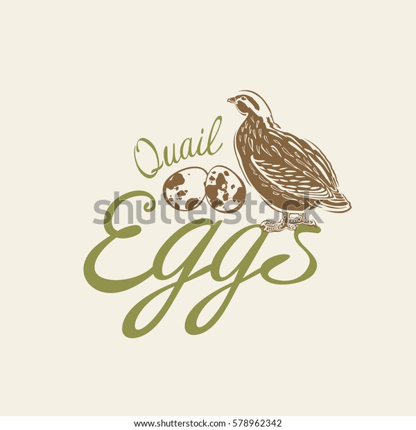 Quail Eggs Icon Vector Illustration Lettering Stock Vector (Royalty ...