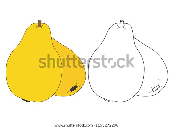 Quince Coloring Book Vector Illustration Stock Vector (Royalty Free ...