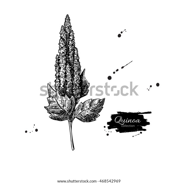 Quinoa Vector Superfood Drawing Isolated Hand Stock Vector (Royalty ...