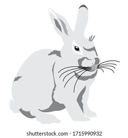 Rabbit Animal Cartoon Character Vector Illustration Stock Vector ...