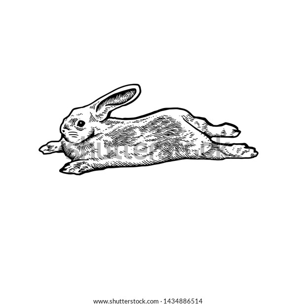 Rabbit Art Black White Stock Vector (Royalty Free) 1434886514 ...