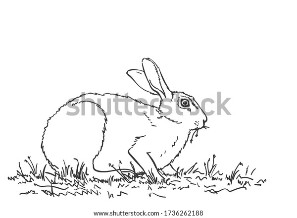 Rabbit Eating Grass Hand Drawn Illustration Stock Vector (Royalty Free ...