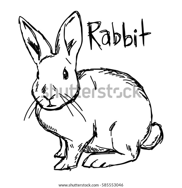 Rabbit Vector Illustration Sketch Hand Drawn Stock Vector (Royalty Free ...