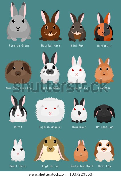 A Complete Guide To The Best Rabbit Breeds Rabbit Breeds
