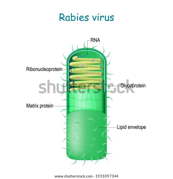 Rabies Virus Structure Anatomy Virion Rabies Stock Vector (Royalty Free ...