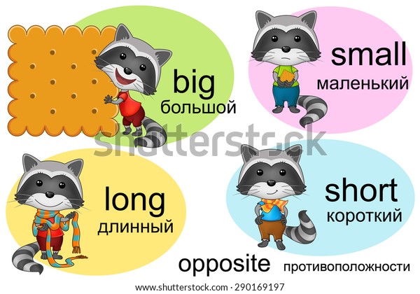 Raccoon Set Opposite Vector Illustration Cartoon Stock Vector (Royalty ...