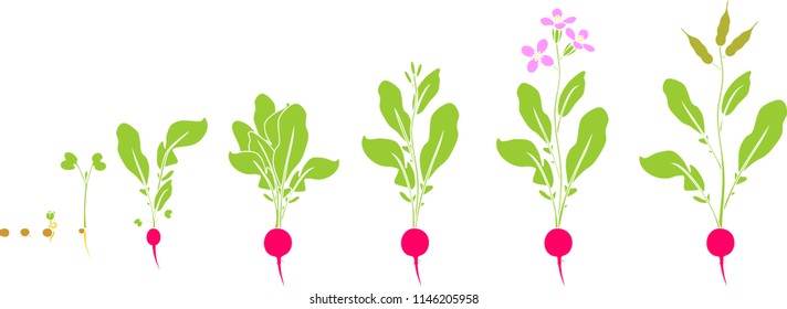 50 Radish life cycle Images, Stock Photos & Vectors | Shutterstock