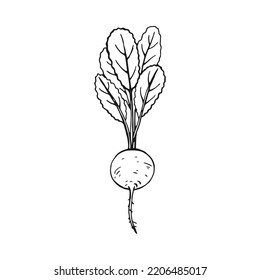 Radish Outline Hand Drawn Vector Illustration Stock Vector (Royalty ...