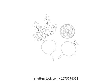 Radish Vector Outline Illustration Vegetable Stock Vector (Royalty Free ...