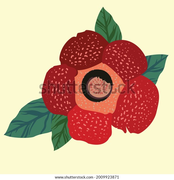 Rafflesia Arnoldii Semirealistic Vector Illustration Stock Vector ...