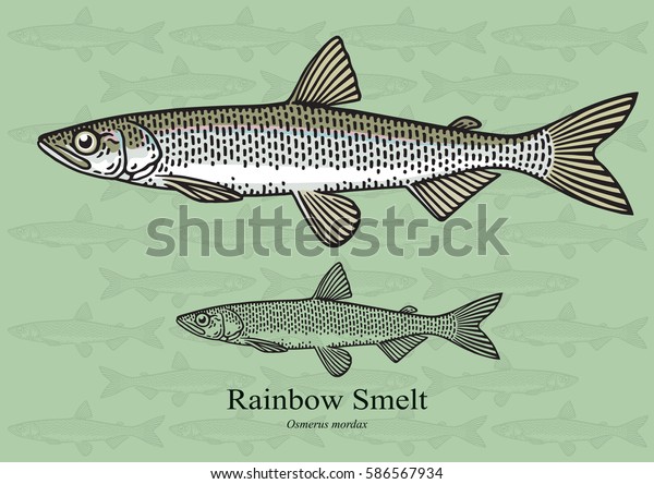 Rainbow Smelt Vector Illustration Refined Details: เวกเตอร์สต็อก (ปลอด ...