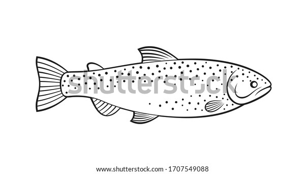 Rainbow Trout Outline Isolated Trout On Stock Vector (Royalty Free ...
