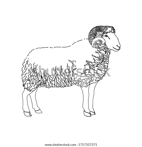 Ram Hand Drawingvector Illustration Line Art: เวกเตอร์สต็อก (ปลอดค่า ...