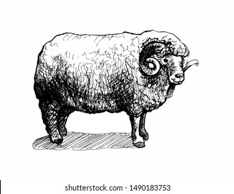 Ram Line Drawing Black White: เวกเตอร์สต็อก (ปลอดค่าลิขสิทธิ์ ...