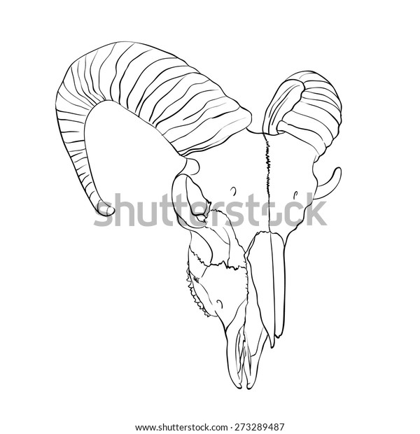 Ram Skull Sketch Vector Illustration Stock Vector (Royalty Free ...