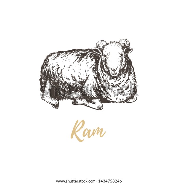 Ram Vector Illustration Ram Hand Drawing 库存矢量图（免版税）1434758246 ...