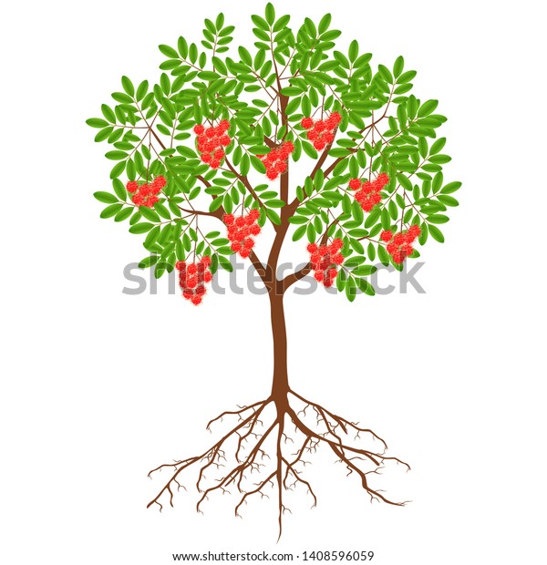 Rambutan Tree Fruit Roots On White : image vectorielle de stock (libre ...