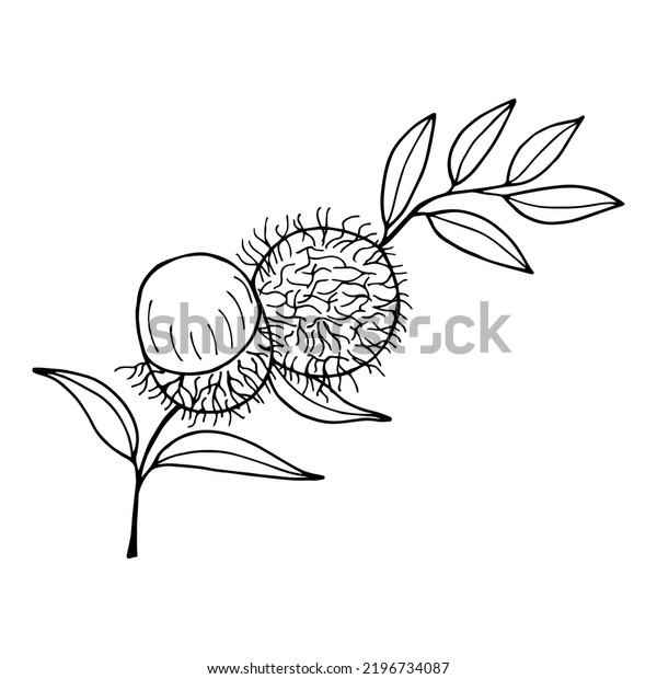 Rambutan Vector Stock Illustration Eps10 Outline Stock Vector (Royalty ...