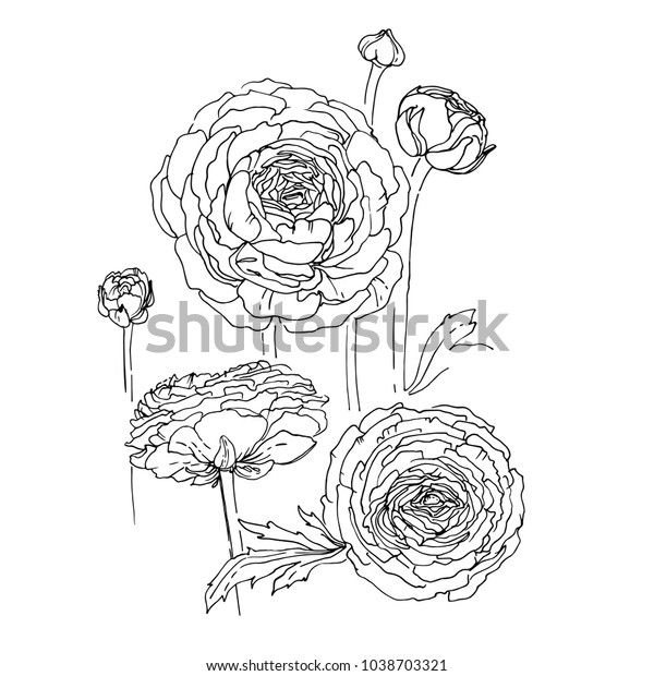 Ranunculus. Flowers drawn by a line on a white background. Vector ...