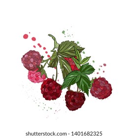 Raspberries Vector Drawing Isolated Berry Branch Stock Vector (Royalty ...