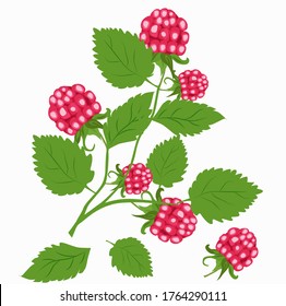 1,325 Raspberry bush Stock Vectors, Images & Vector Art | Shutterstock