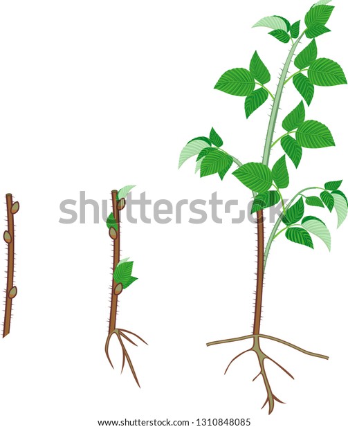 Raspberry Vegetative Reproduction Scheme Growth Stages : image ...