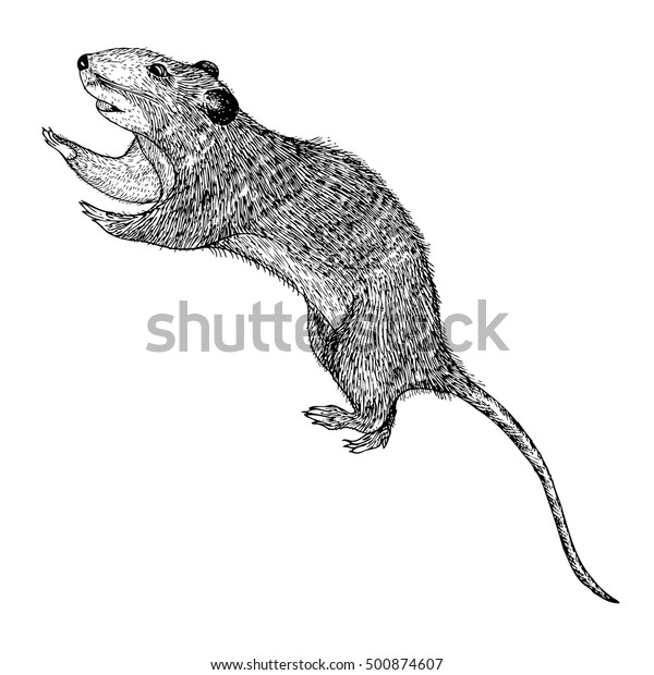 Rat Hand Drawn Isolated On White Stock Vector (Royalty Free) 500874607 ...