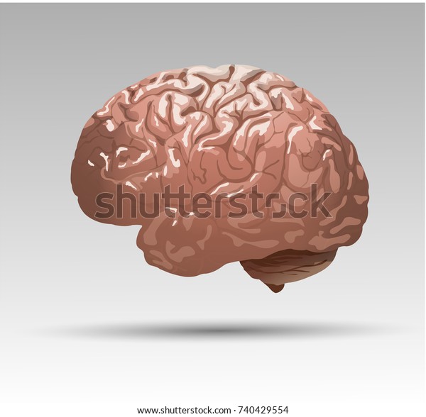 Real Brain Illustration Human Brain Stock Vector (Royalty Free ...