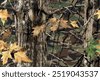 2+ Million Woods Background Royalty-Free Images, Stock Photos ...